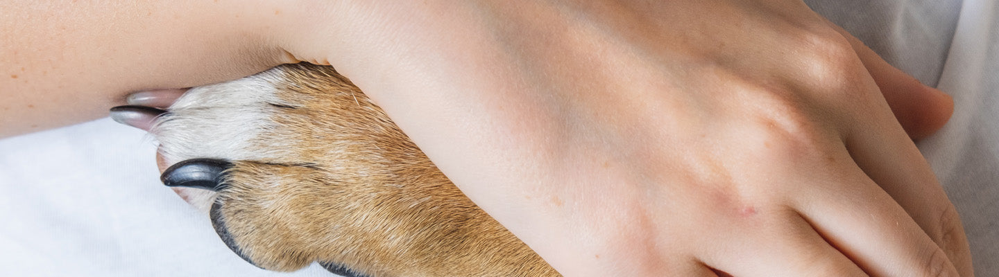 Bachblüten für Hunde: Wuff's Best Globuli