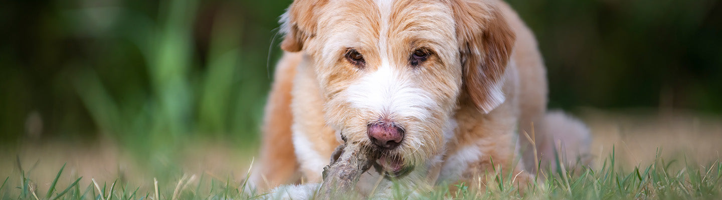 Kauholz & Kauwurzeln fur Hunde – Wuff's Best